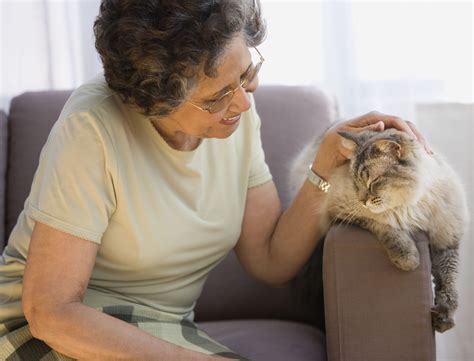 Signs Your Cat Is Aging And When To See The Vet