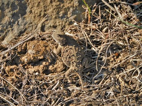 Pygmy Short Horned Lizard In June 2021 By Maitreya · Inaturalist