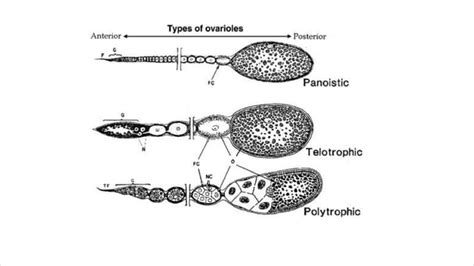 Insects Reproductive System Organs Of Copulation PDF Infertility Reproductive Health