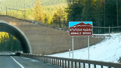 U S Wildlife Crossings Give Wildlife A Brake