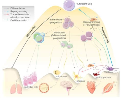 Transdifferentiation The Spikes Cellular Shell Game