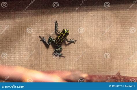 Iridescent Variable Poison Dart Frog Ranitomeya Variabilis Royalty Free