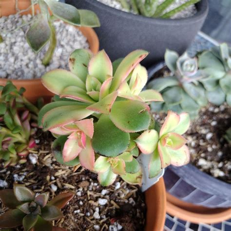 8 Key Phases Of Aeonium Kiwi Development 🥝