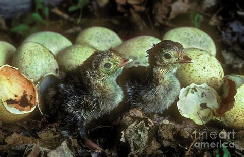 Wild Turkey Nest Iii Photograph By Gary W Griffen Fine Art America