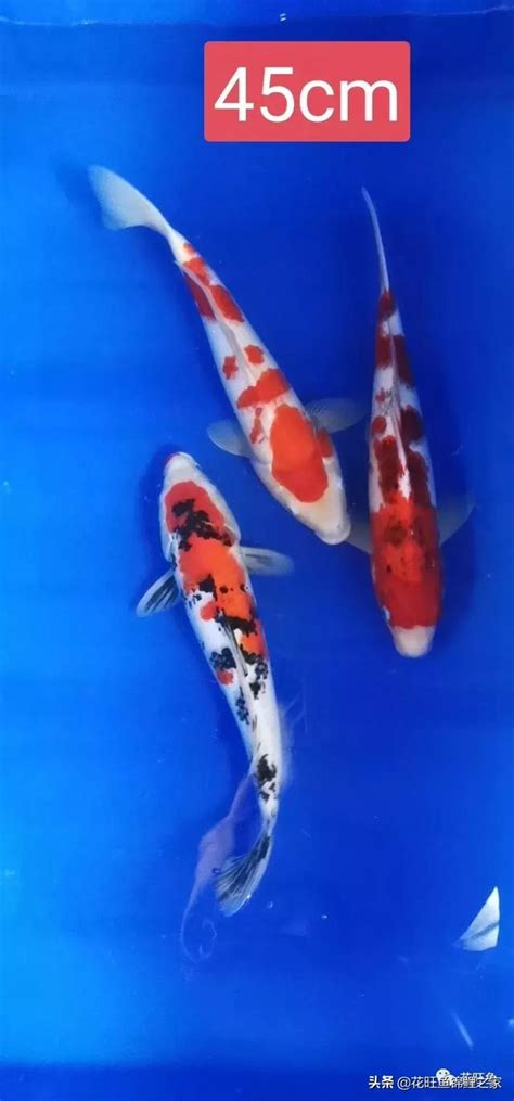居室養魚的風水講究 每日頭條