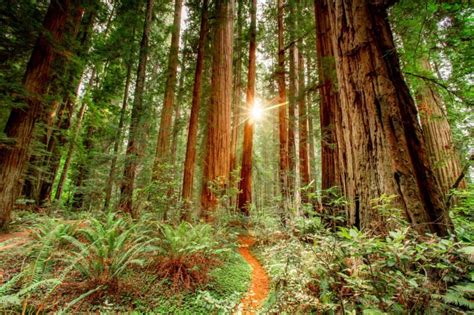 Jedediah Smith Redwoods Helpful Guide Photos 2022