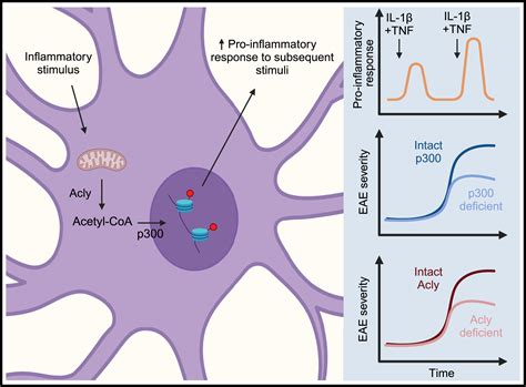 Astrocytes Remember Inflammation Immunity