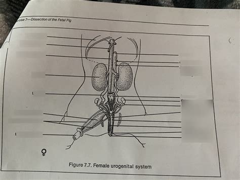 Fetal Pig Female Urogenital System Diagram Quizlet