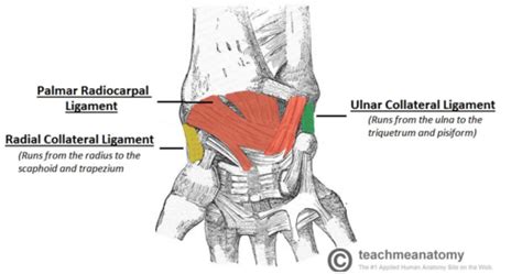 Unit Iii Arthrology Distal Forearm Wrist Flashcards Quizlet