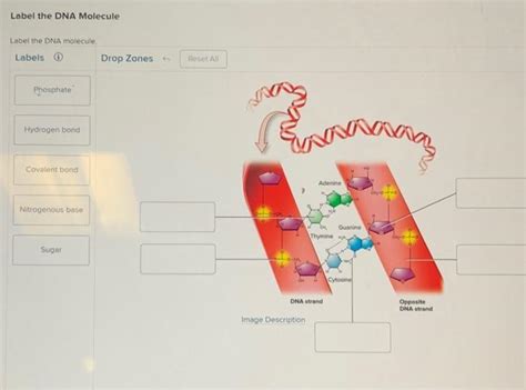 Solved Functional Group Structures Place The Name Of The