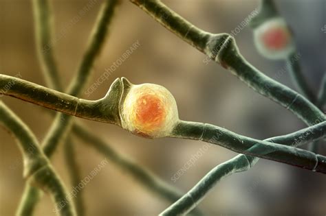Basidiobolus Ranarum Fungus Illustration Stock Image F037 6675