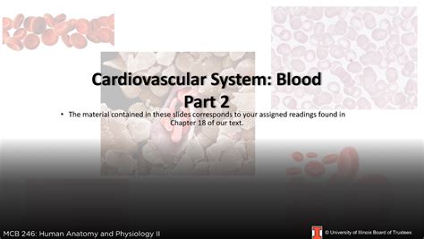Ch 18 Pt 2 Cardiovascular System Blood Part 2 Lecture Notes