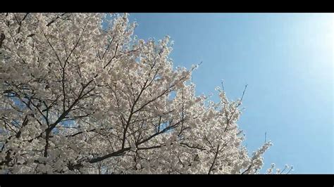 명곡no106차이코프스키꽃의왈츠 풍경 하얀 벚꽃이 폈어요 Youtube