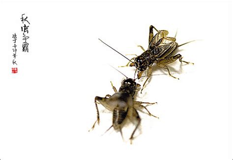 奇妙的昆虫世界34秋虫争霸摄影图片南京生态摄影 黎明视野 太平洋电脑网摄影部落