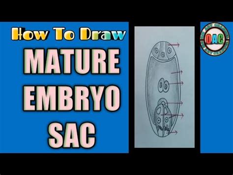 How To Draw Embryo Sac Embryo Sac Diagram Of Embryo Sac Well Labelled