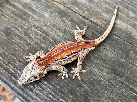 Red Striped Gargoyle Gecko By Gecko Nerd Morphmarket