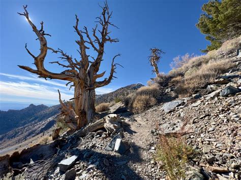 Landscape View Of The Deciduous Pine Tree In The Death Valley