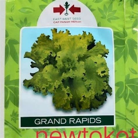 Jual Benih Selada GRAND RAPIDS 15 Gram Selada Keriting Selada Hijau Di