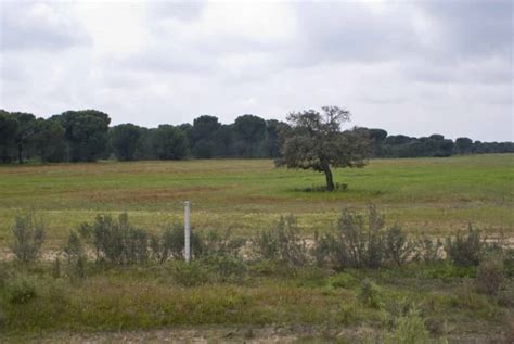 Doñana Cumple Cincuenta Años Con Muchas Amenazas Pendientes