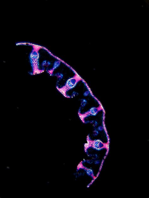 Monocots Database Of Anatomical Images