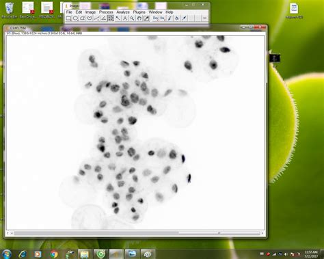 90 Questions With Answers In Mitosis Science Topic