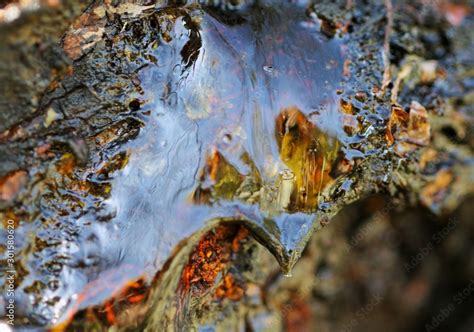 Gum Glue Hardened Resin Sap From The Bark On The Trunk Of A Tree