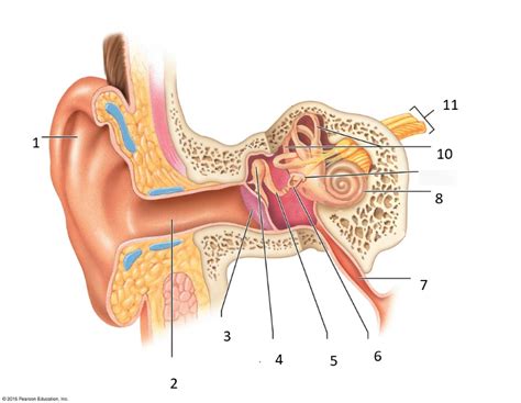 Ear Anatomy Diagram Quizlet
