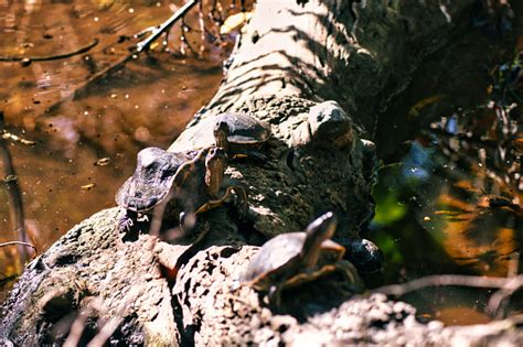Penyu Di Hutan Mangrove Foto Stok Unduh Gambar Sekarang Air Alam