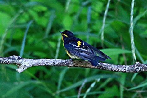 野鳥大好き キビタキ寒田川