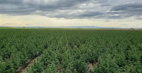 Lancaster Farming Industrial Hemp Podcast Featuring Mowgli Holmes