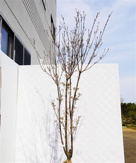 ヤマボウシを植えてみよう魅力と育て方 植木買うならグリーンロケット