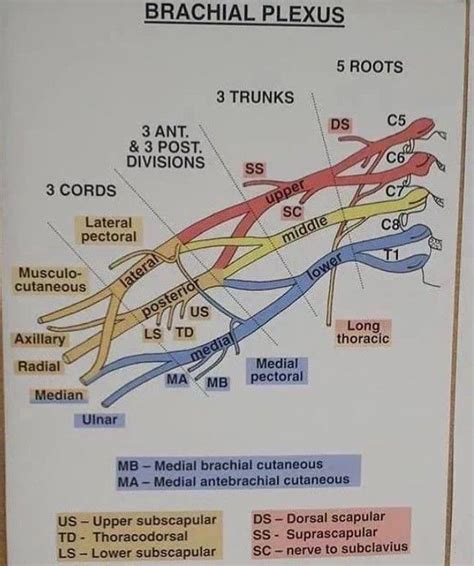 Brachial Plexus Medizzy