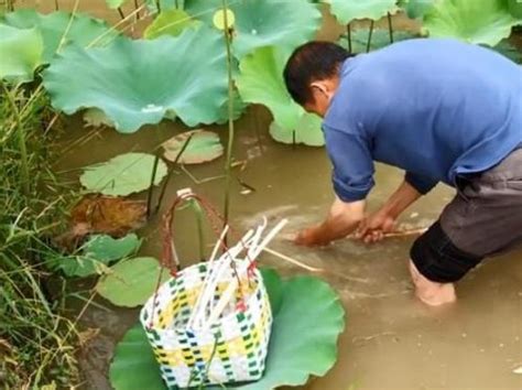 蓮花身上除了蓮藕和蓮子還有一種美味長長的你吃過沒有 每日頭條