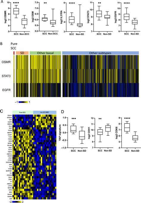 Osmr And Yap Signalling In Pure Bladder Scc And Other Subtypes A