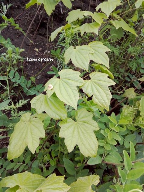 Всё о бегониях и не только...: Диоскорея ниппонская (Dioscorea ...