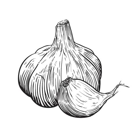 手描きのニンニクイラスト プレミアムベクター