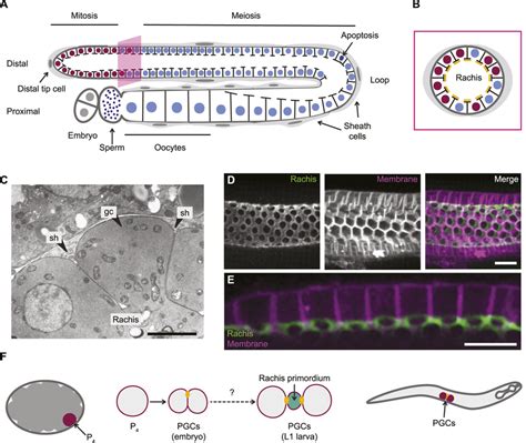 Rachis Bridges In The C Elegans Hermaphrodite Gonad A The C Download Scientific Diagram