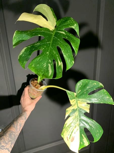 Монстера тайское созвездие жёлтая крем Брюле Полностью домашнее растение ‼ 1 фото Макушка