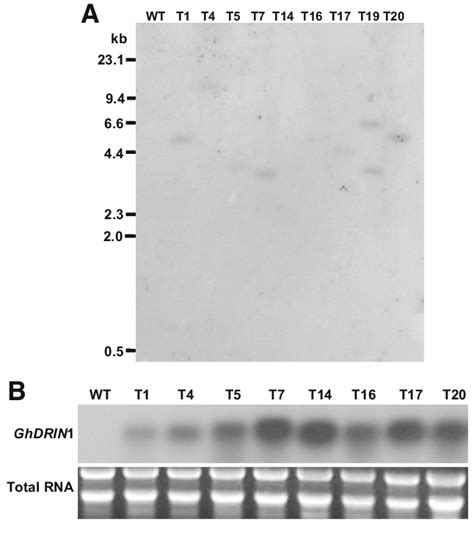 Southern And Northern Blot Analysis Of Transgenic Tobacco A Southern