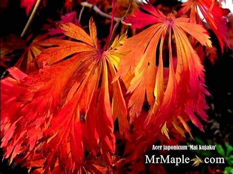 Buy Acer Japonicum Mai Kujaku Dancing Peacock Japanese Maple Mr