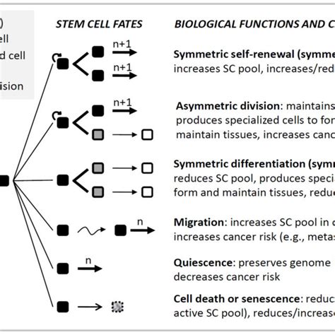 Prevailing Model Of Carcinogenesis Somatic Mutation Theory Of Cancer Download Scientific