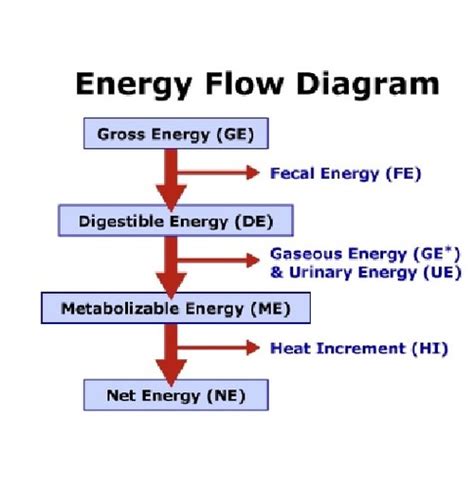 Dsci 230 Exam 3 Flashcards Quizlet