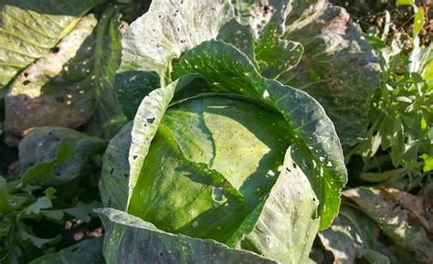 Premium Photo A Large Head Of Cabbage Illuminated By The Sun Cabbage
