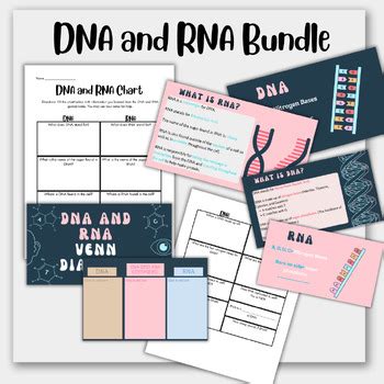 DNA And RNA Bundle By Katie Friedrich TPT