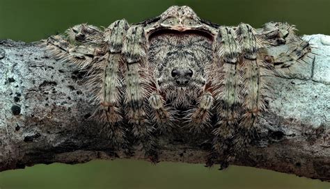 Dolophones Conifera Ausemade