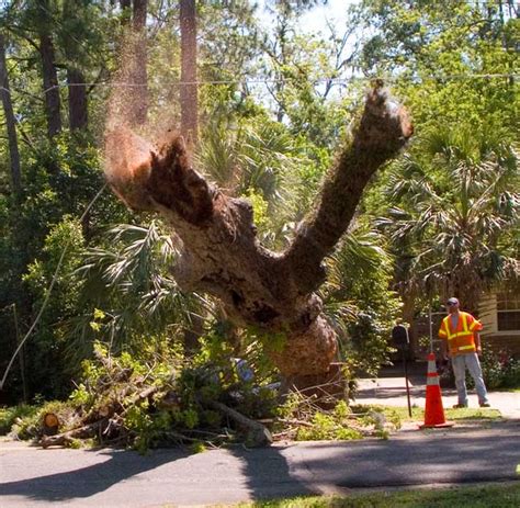 Pecan Tree Cut Down