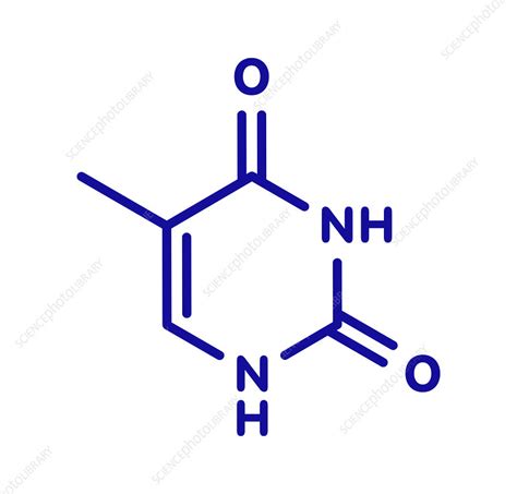 Thymine Nucleobase Molecule Illustration Stock Image F0279606