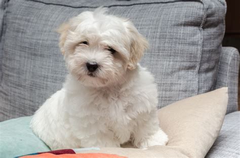 Chiots Cotons de Tuléar LOF disponibles et à réserver Ylang Ylang
