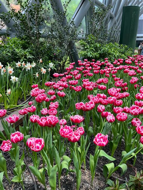 สวนดอกทิวลิป จ ระยอง 🌷 🫧💖 แกลเลอรีที่โพสต์โดย  🫶🏻 Lemon8