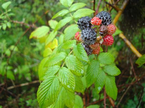 Rubus Niveus